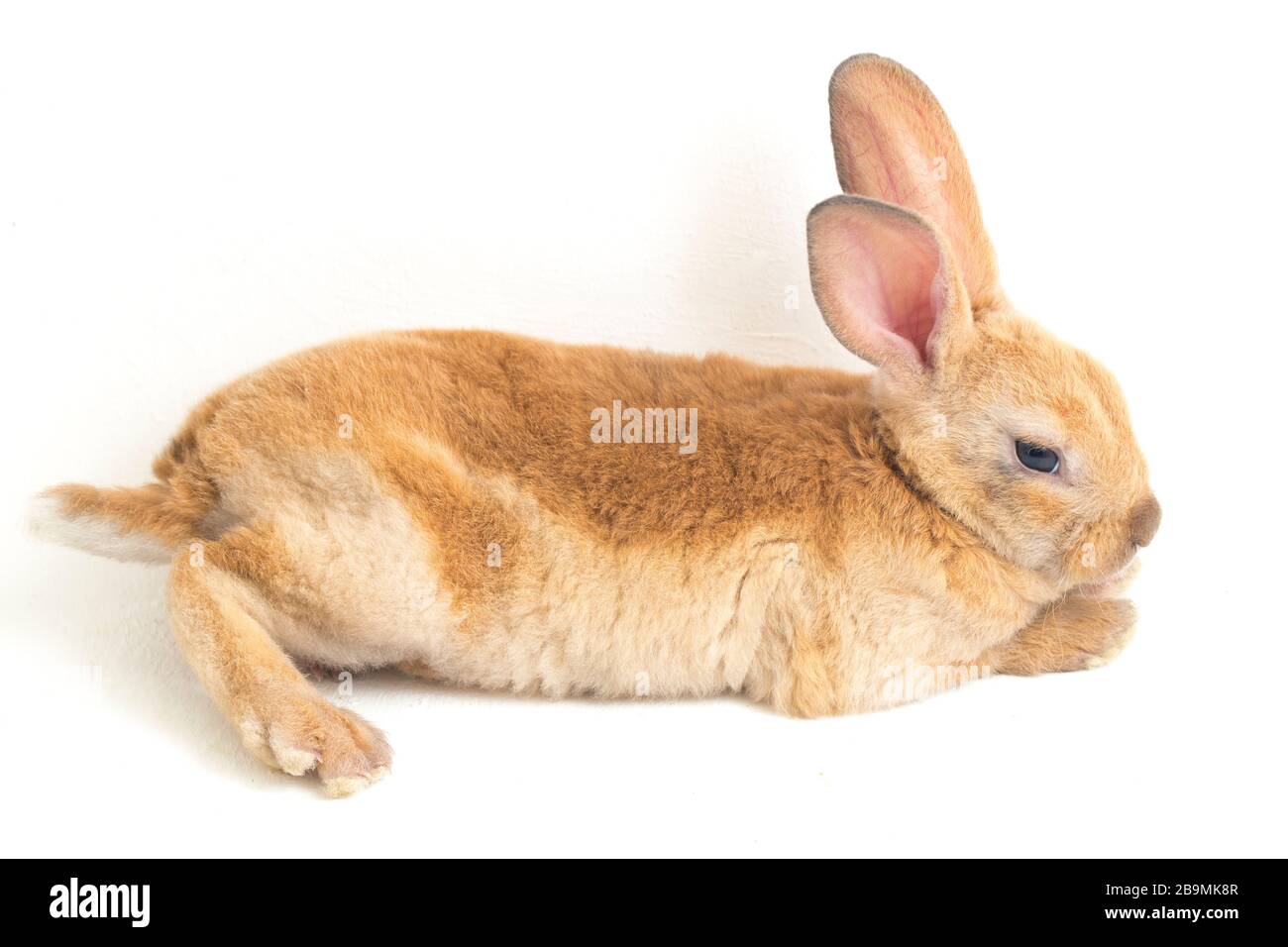 red brown rex rabbit isolated on white background Stock Photo - Alamy