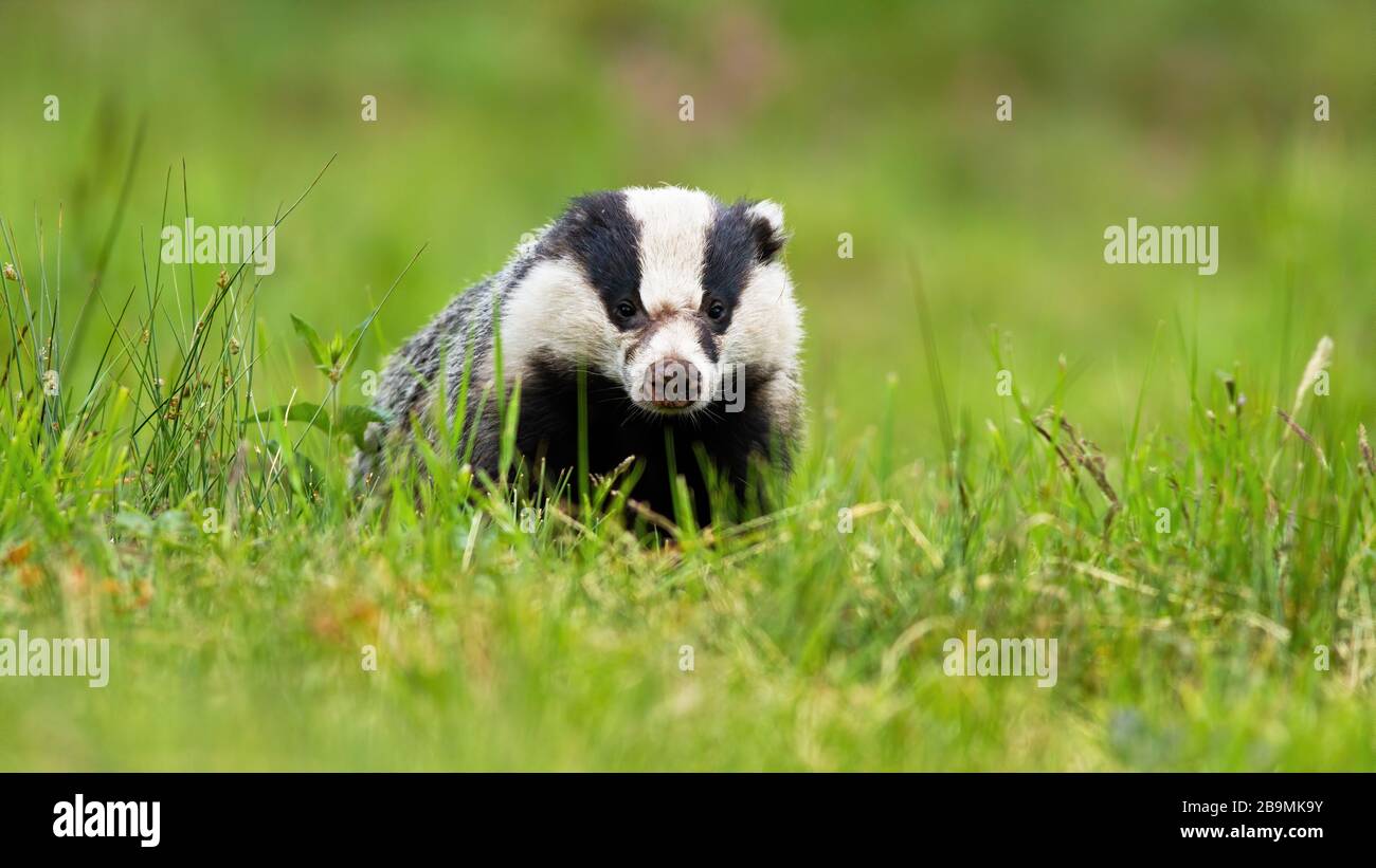 Sneaky european badger peeking out from horizon on a summer meadow ...