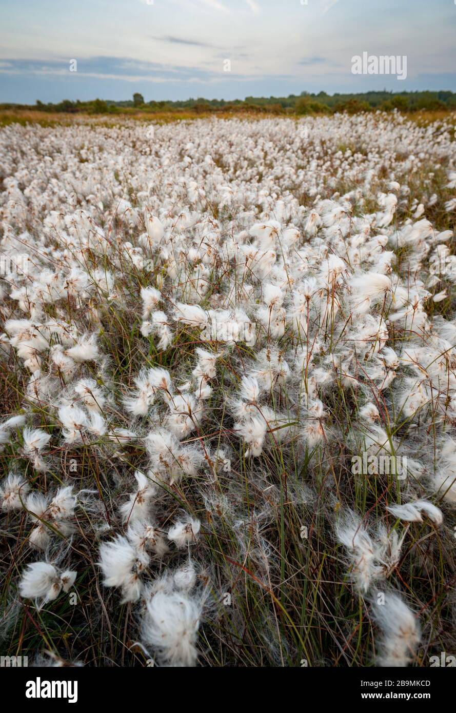 Peat bog flora ireland hi-res stock photography and images - Alamy
