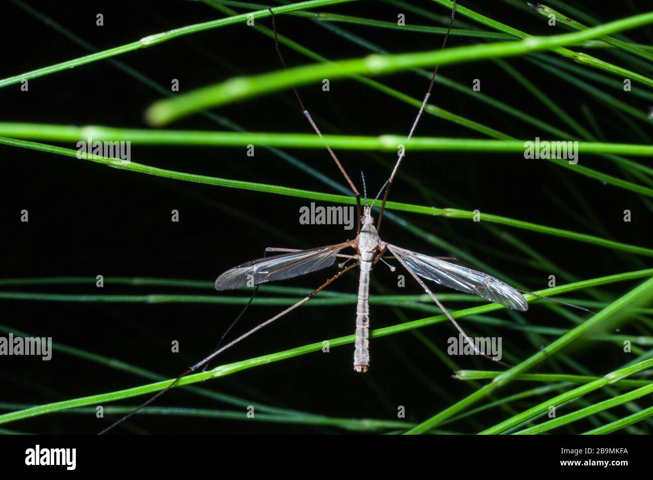 Mosquito hawk hi-res stock photography and images - Alamy