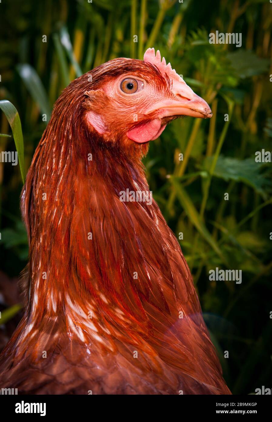 Side profile of a healthy Free range hen on a farm Stock Photo - Alamy
