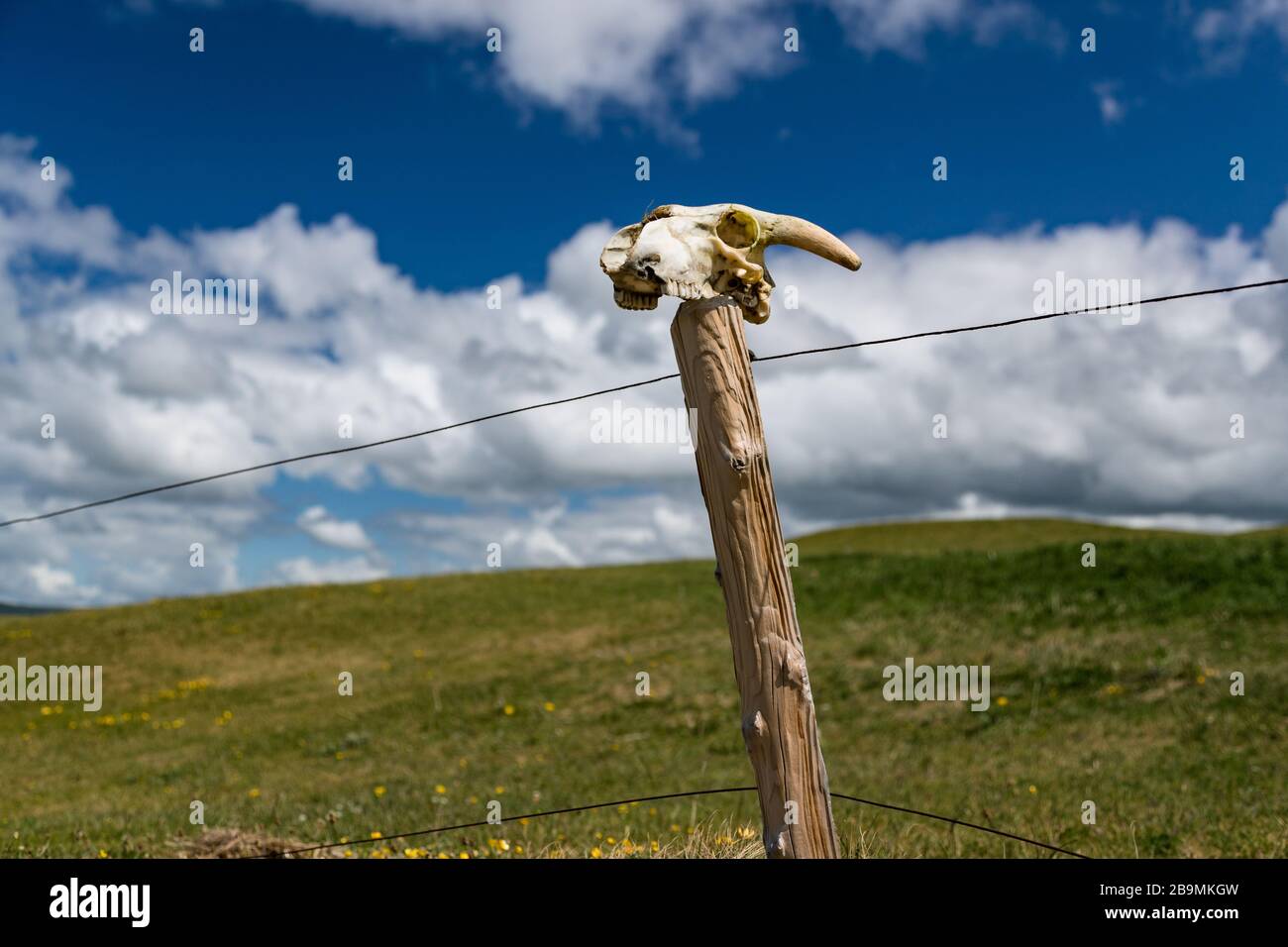 Goat head skull on barrier fence of grassy farmland Stock Photo - Alamy
