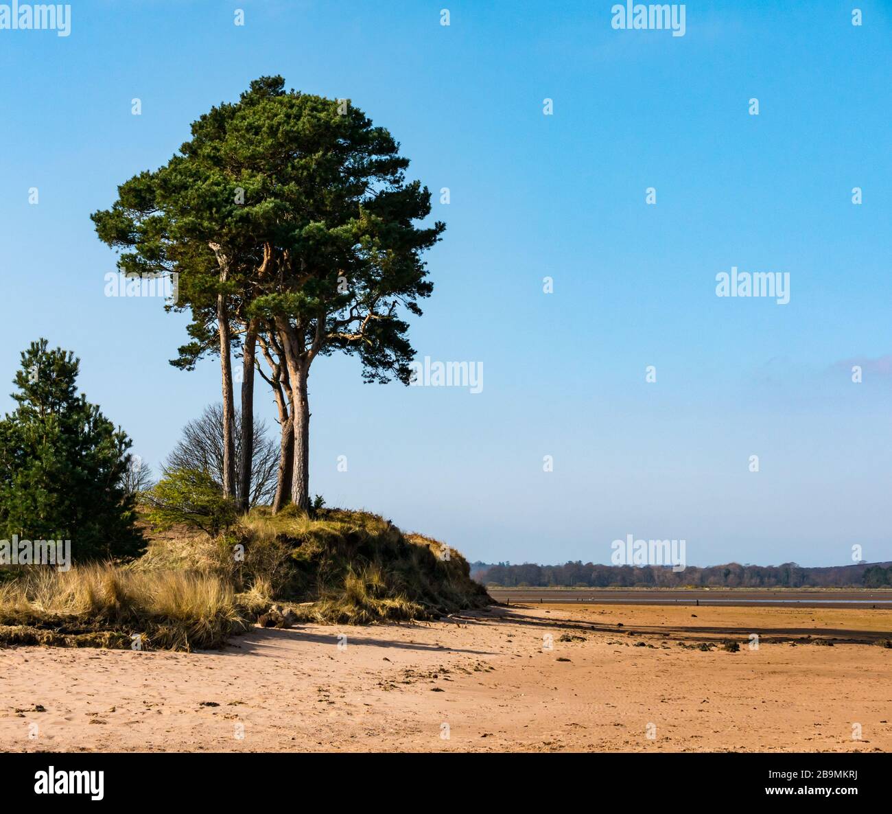 Tall Scots pine trees , Tyne estuary, John Muir Country Park, East ...