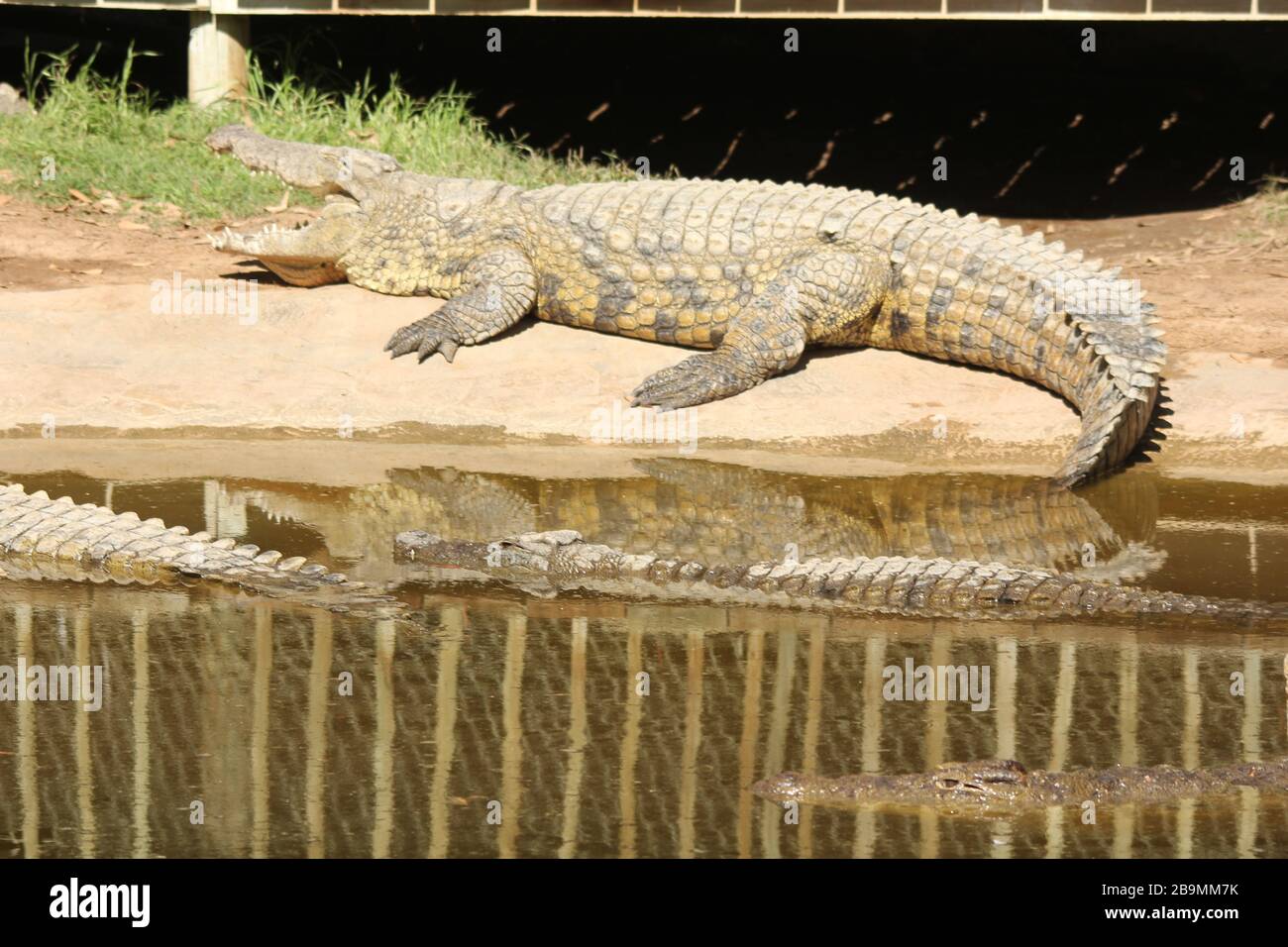 Snapping crocodiles hi-res stock photography and images - Alamy