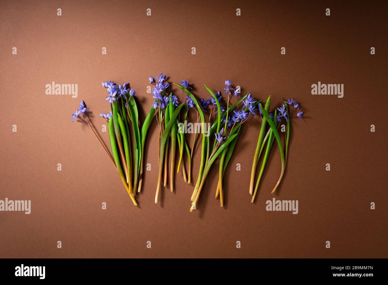 Overhead view of spring flowers Stock Photo - Alamy