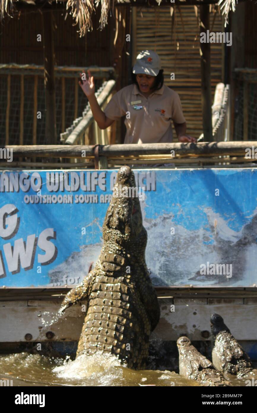 Leaping crocodile hi-res stock photography and images - Alamy