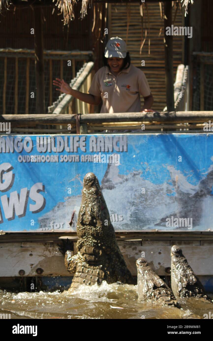 Snapping crocodiles hi-res stock photography and images - Alamy