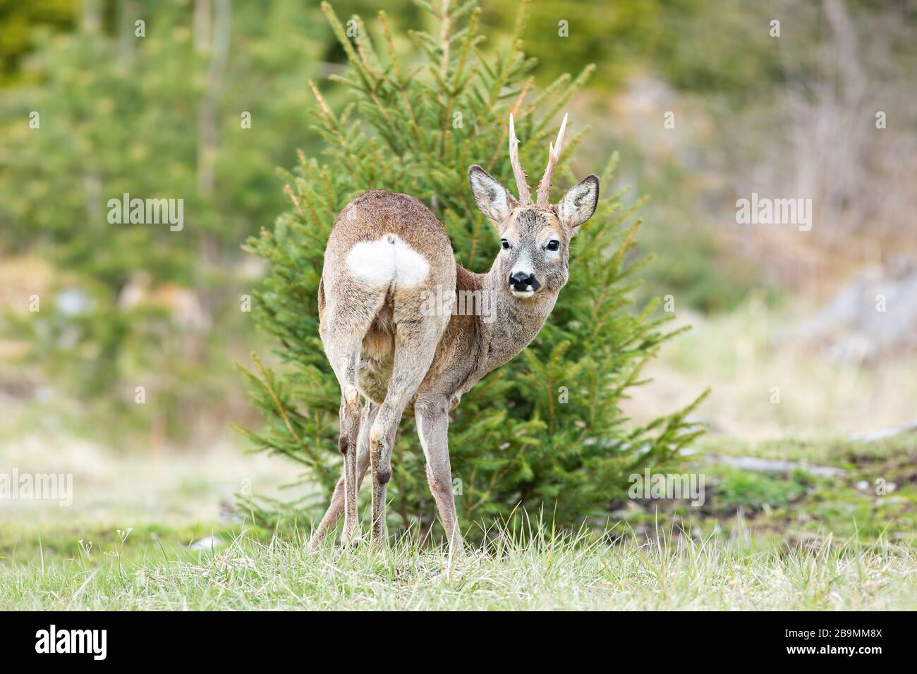 Adult roe deer buck looking back on meadow in mountains with green ...