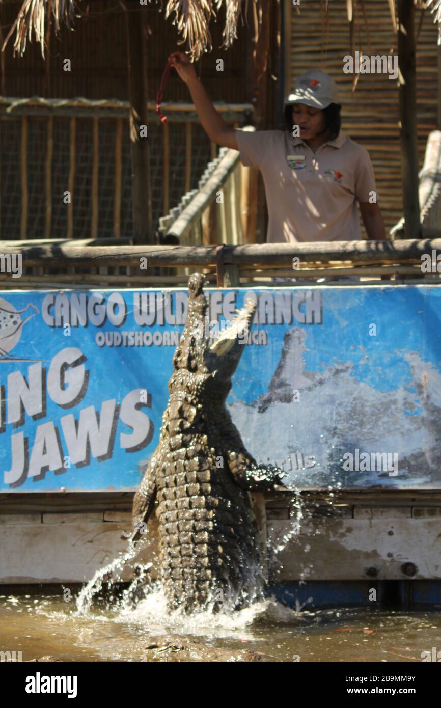 Snapping crocodiles hi-res stock photography and images - Alamy