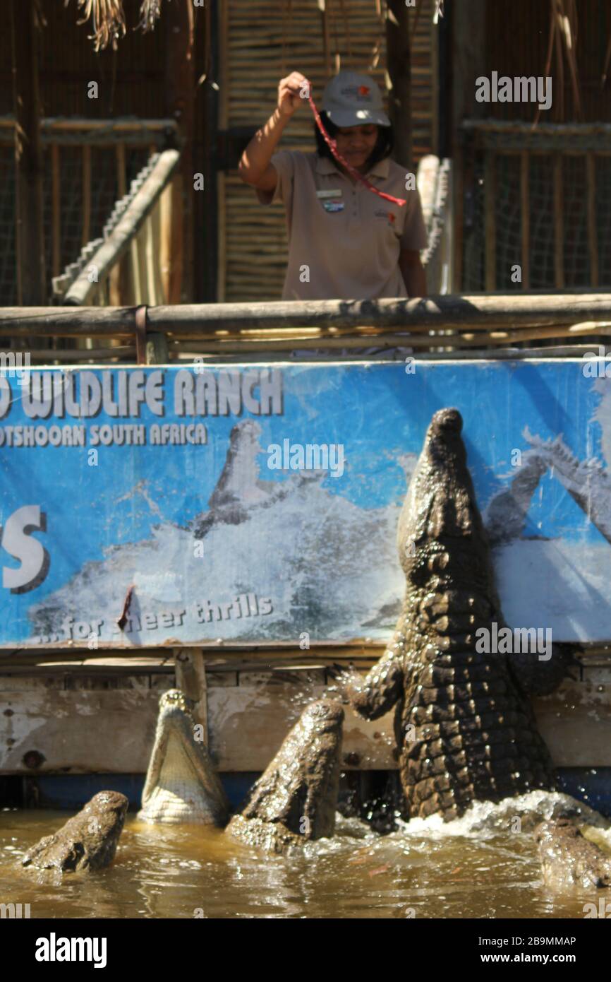 Snapping crocodiles hi-res stock photography and images - Alamy