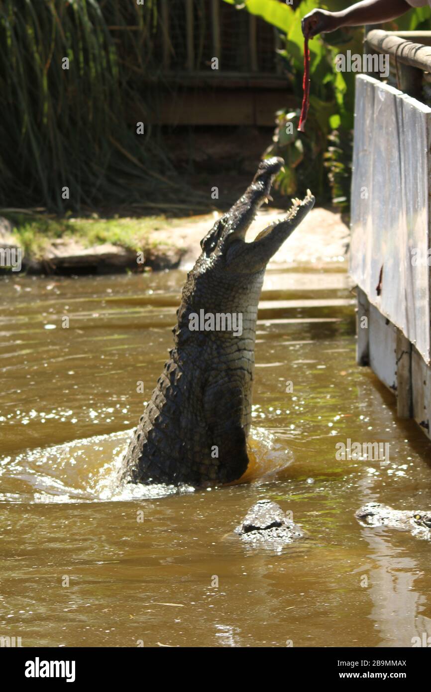 Snapping crocodiles hi-res stock photography and images - Alamy