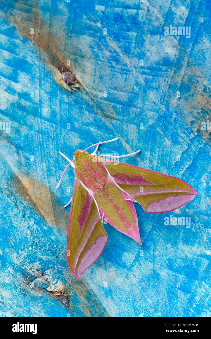 A newly emerged elephant hawk moth, Deilephila elpenor. The moth has ...