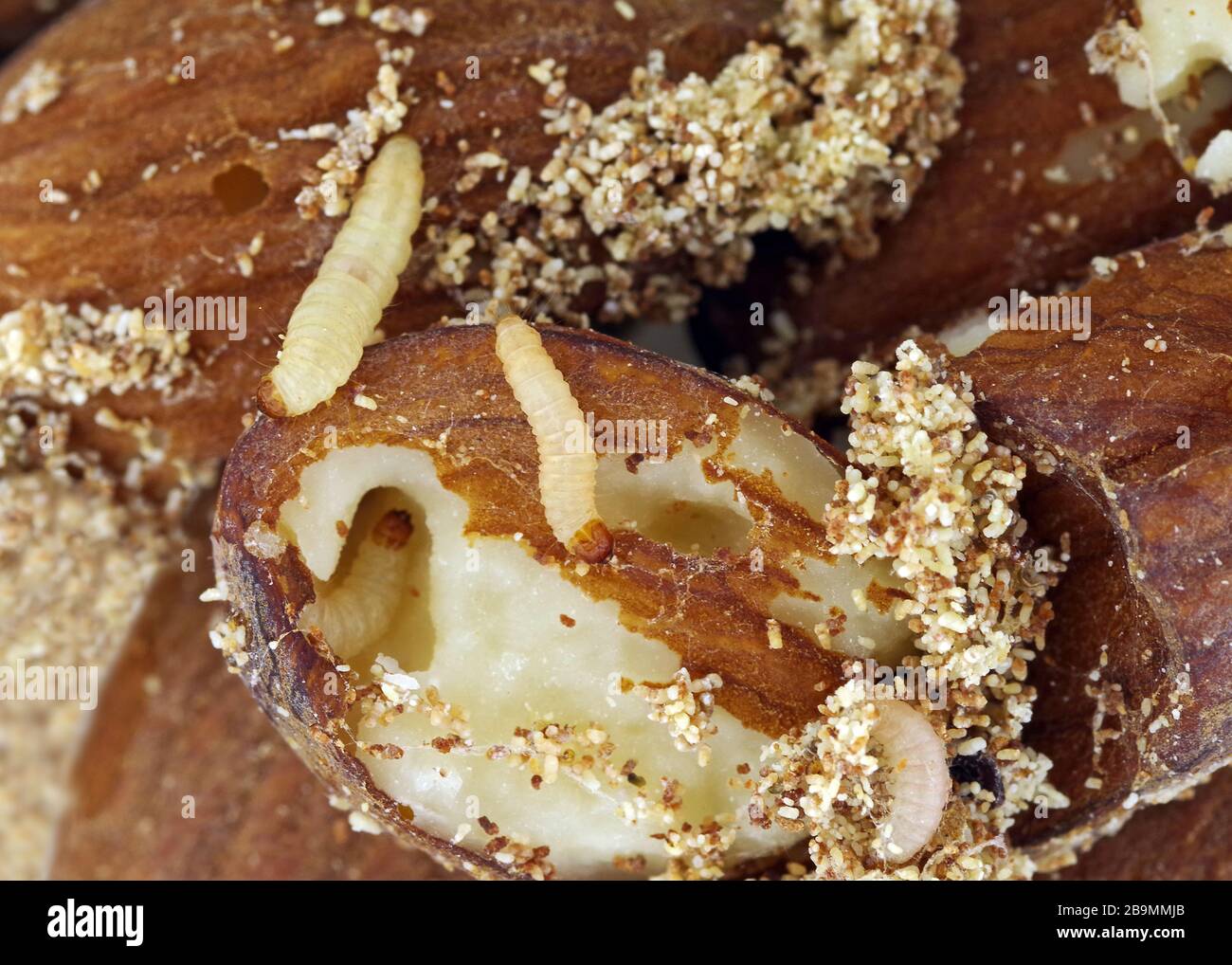 Indian flour moth hi-res stock photography and images - Alamy