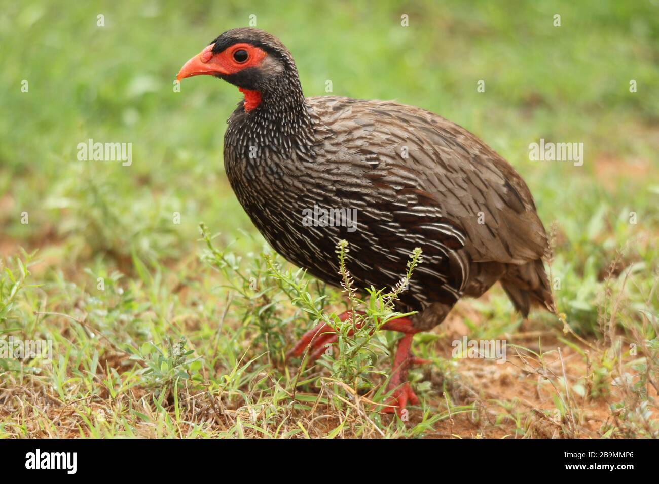 Red Necked Spur Fowl, Kruger National Park Stock Photo - Alamy