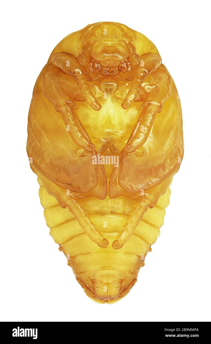 Beetle pupa hi-res stock photography and images - Alamy