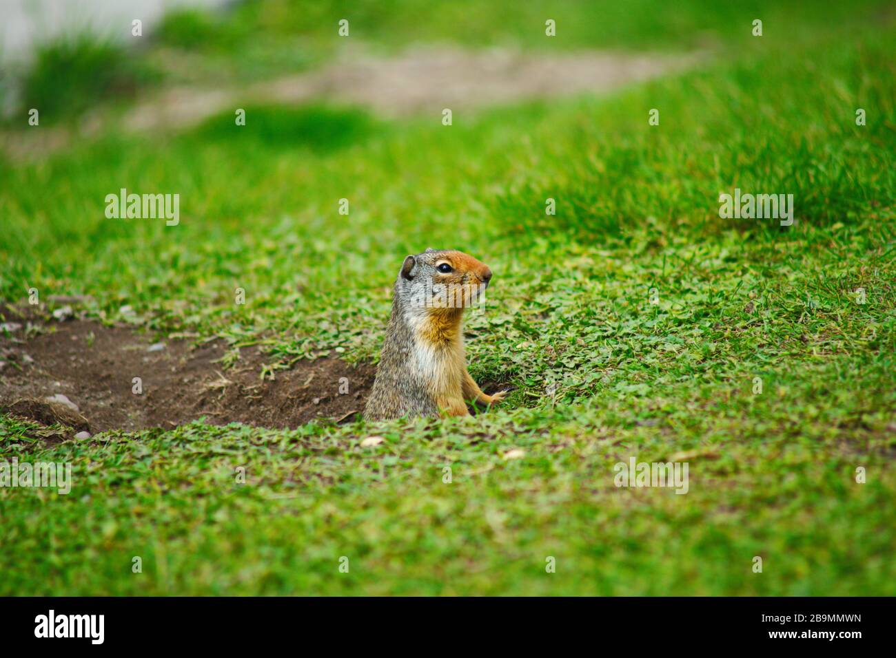 Prairie dog peeking out from den Stock Photo - Alamy