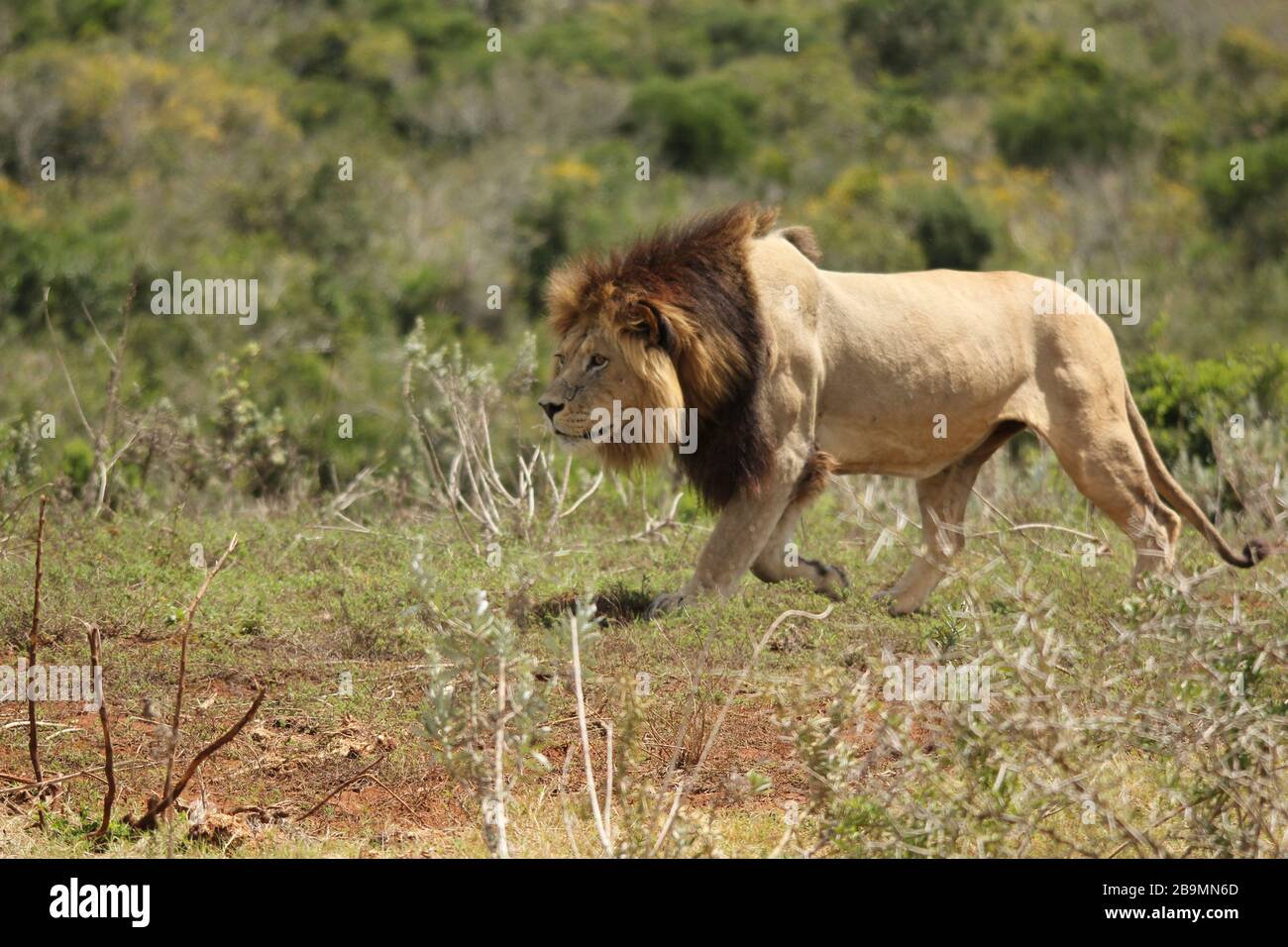 Male lion hunting south africa hi-res stock photography and images - Alamy