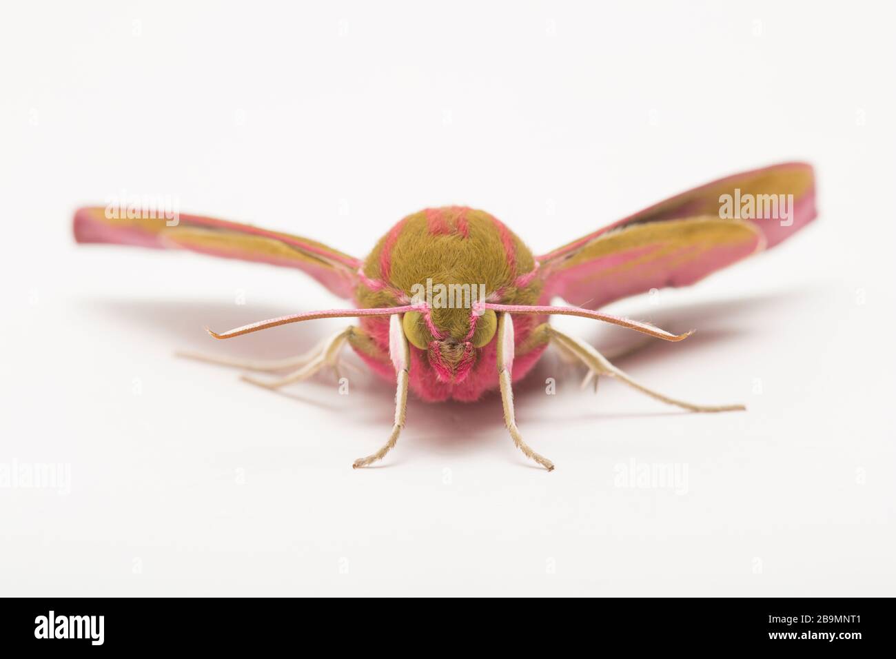 A newly emerged elephant hawk moth, Deilephila elpenor, photographed on ...