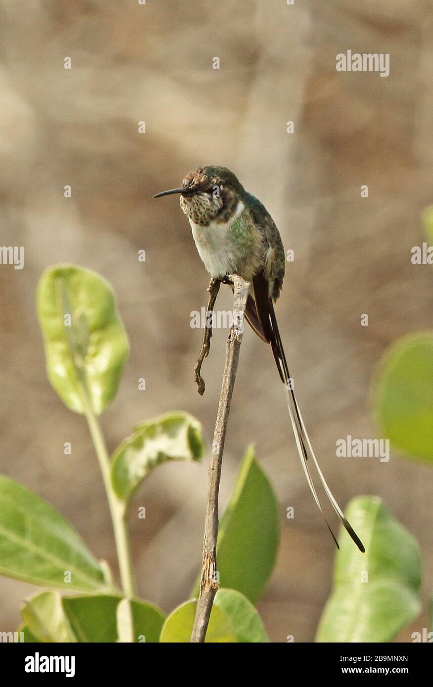 Peruvian Sheartail (Thaumastura cora) immature male perched on twig ...
