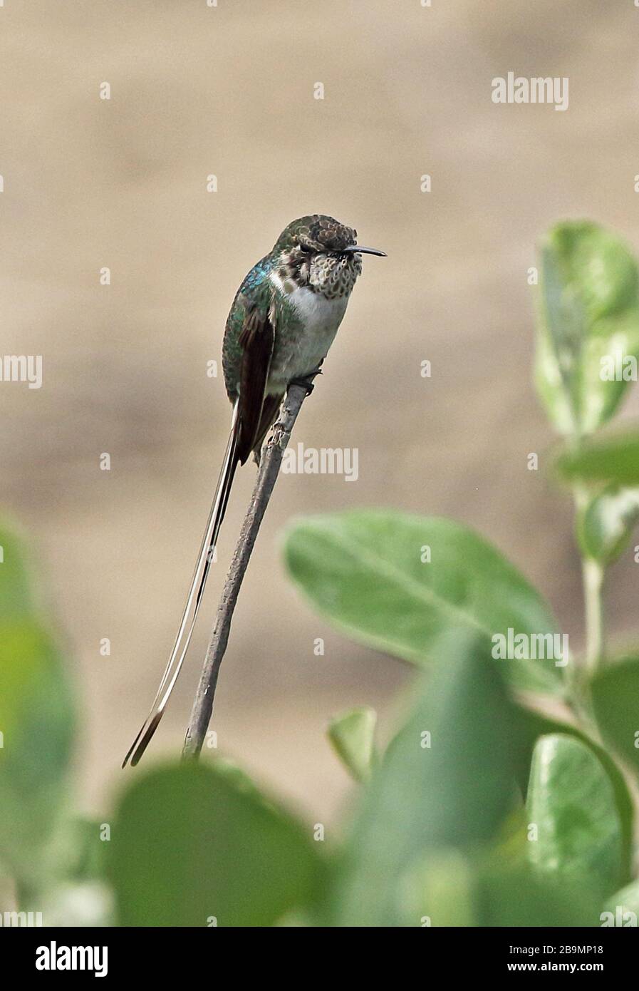 Peruvian Sheartail (Thaumastura cora) immature male perched on twig ...