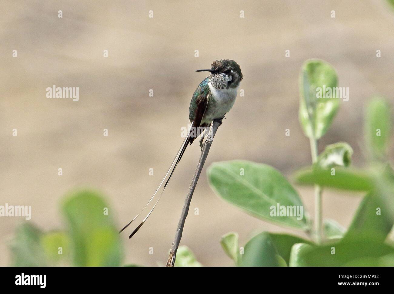 Peruvian Sheartail (Thaumastura cora) immature male perched on twig ...