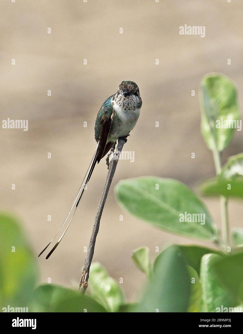 Peruvian Sheartail (Thaumastura cora) immature male perched on twig ...