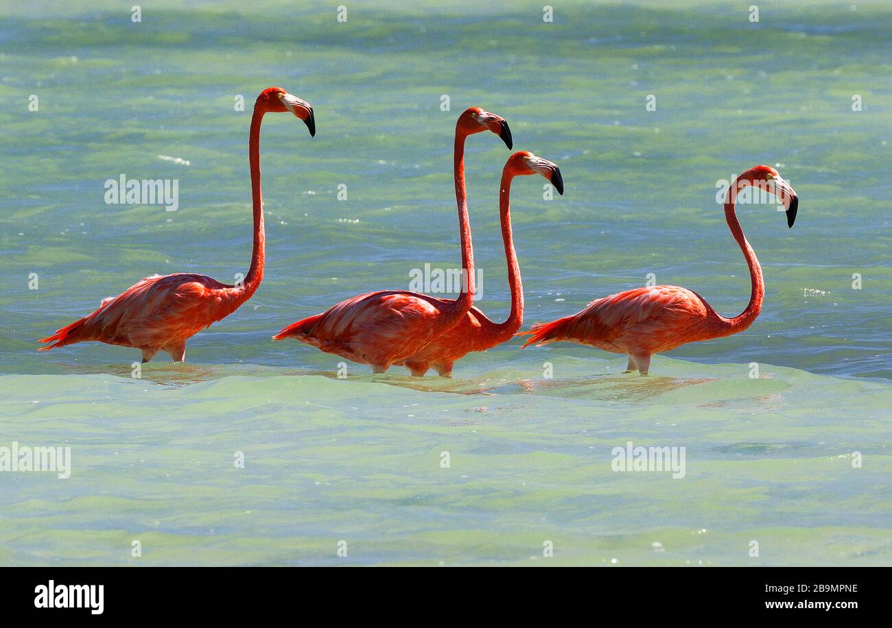 Bonaire Flamingos High Resolution Stock Photography and Images - Alamy
