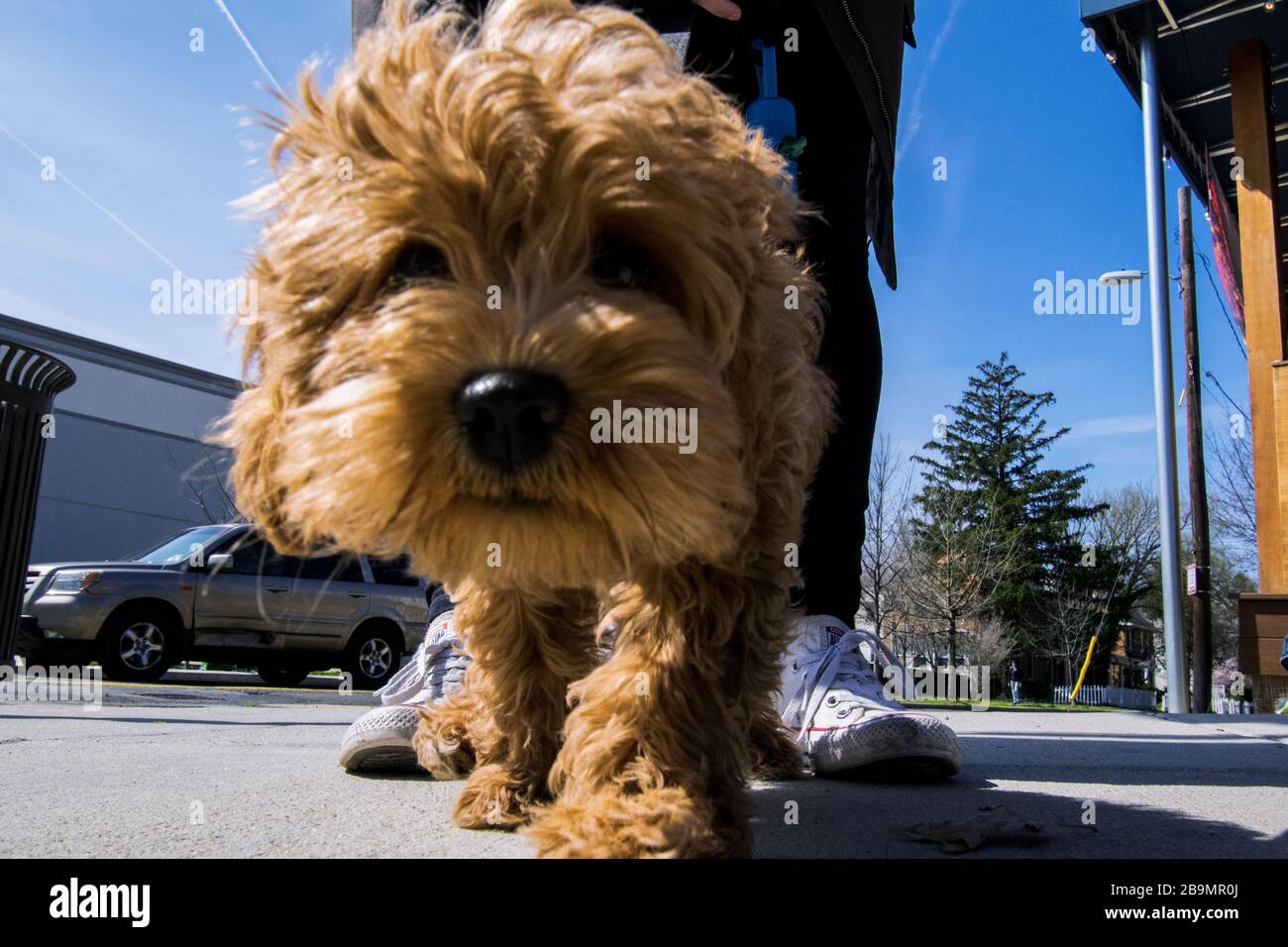 Cavapoo puppy hi-res stock photography and images - Alamy