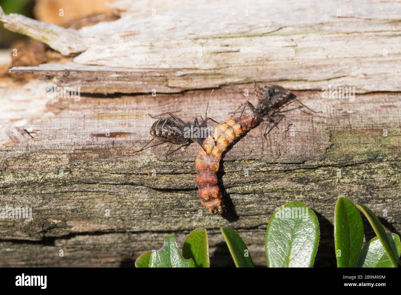 Heath assassin bug (Coranus subapterus Stock Photo - Alamy