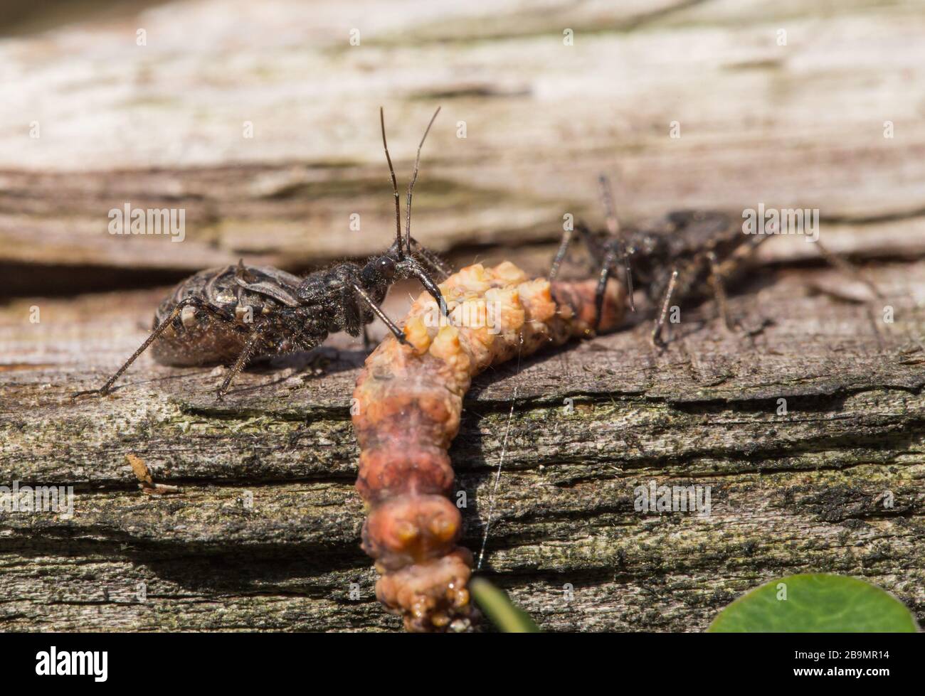 Heath assassin bug (Coranus subapterus Stock Photo - Alamy
