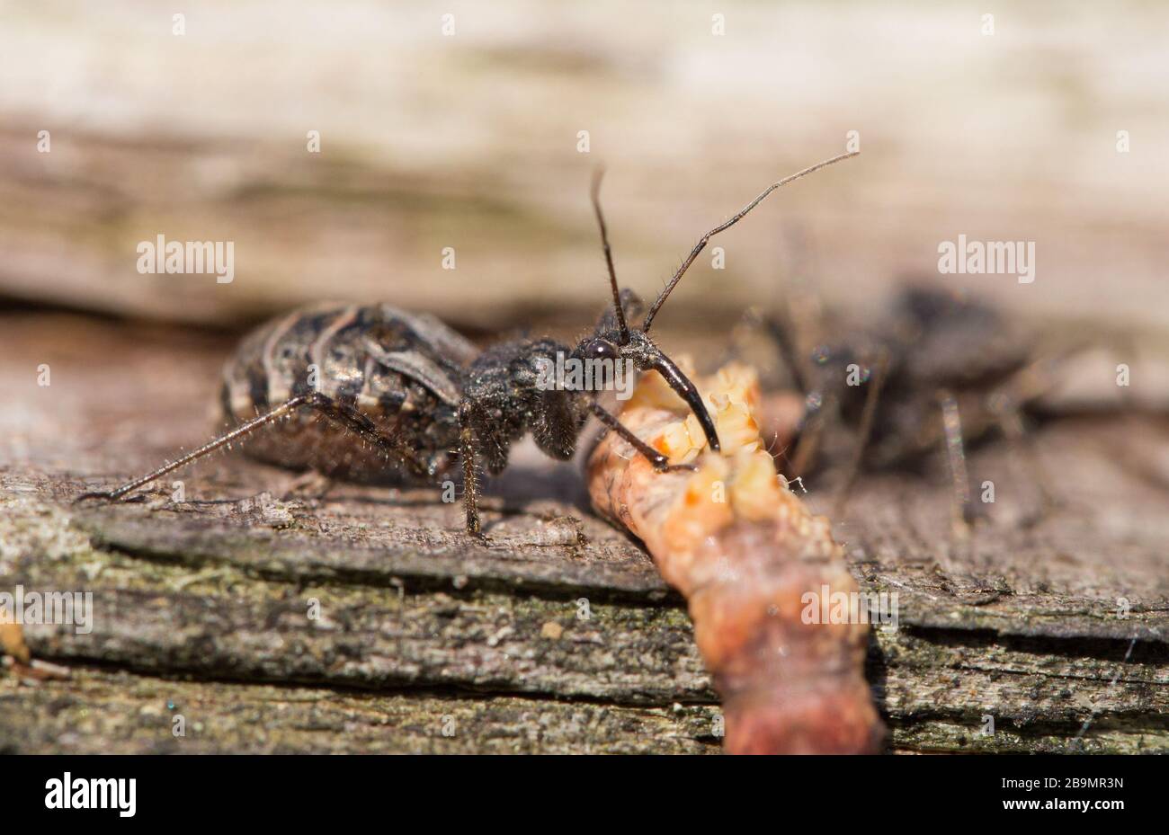 Heath assassin bug (Coranus subapterus Stock Photo - Alamy