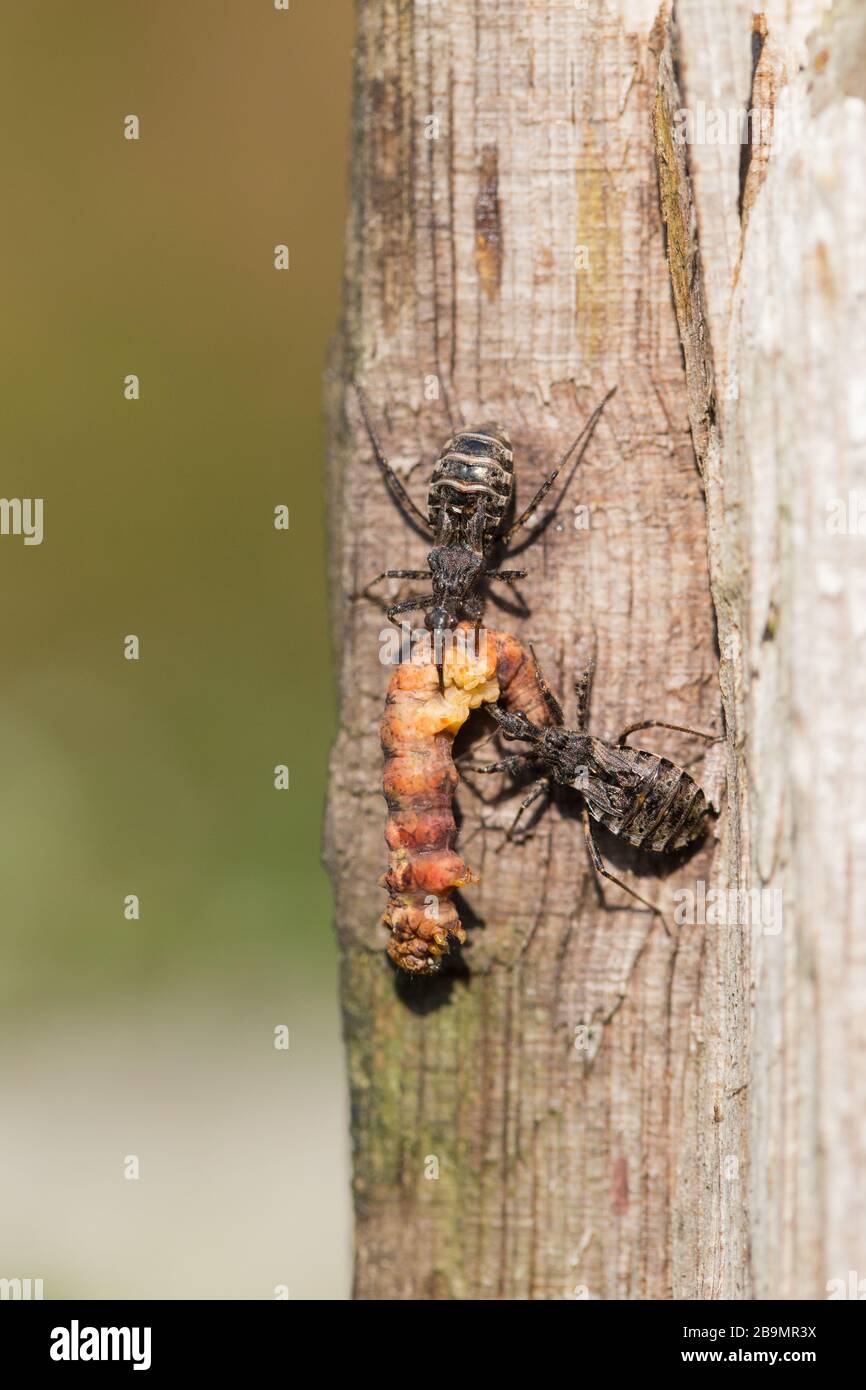 Heath assassin bug (Coranus subapterus Stock Photo - Alamy