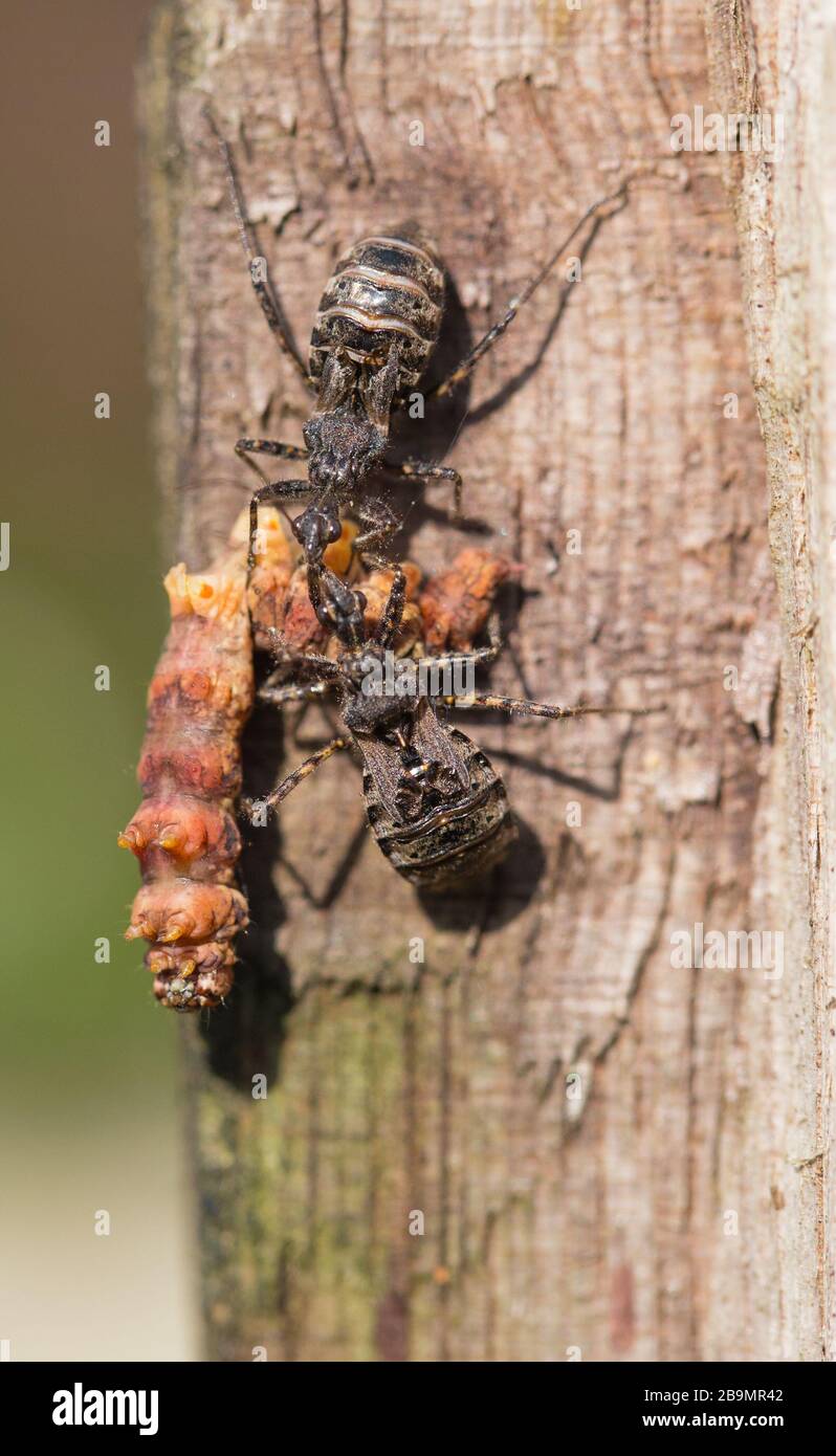 Heath assassin bug (Coranus subapterus Stock Photo - Alamy