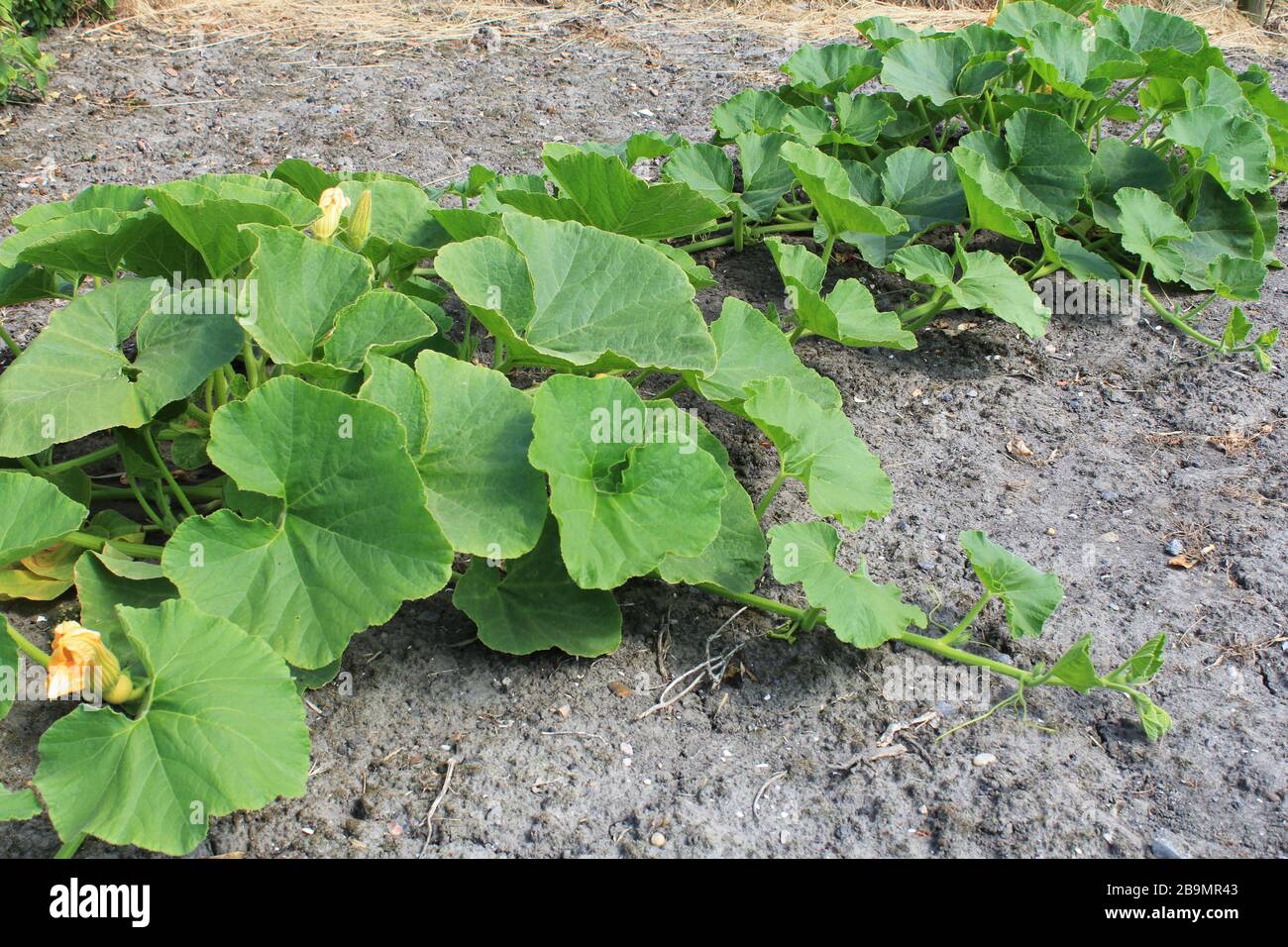 a big green pumpkin plant in the vegetable garden in springtime Stock ...