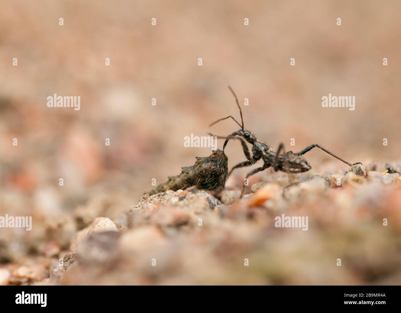 Coranus hi-res stock photography and images - Alamy