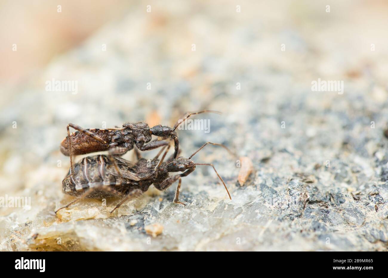 Heath Assassin Bug High Resolution Stock Photography and Images - Alamy