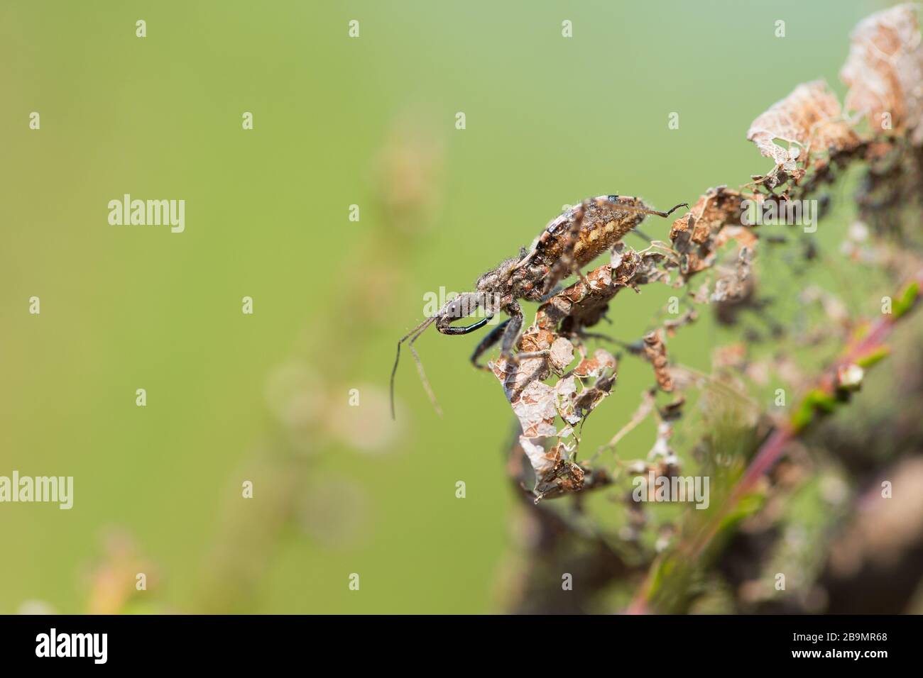 Coranus hi-res stock photography and images - Alamy