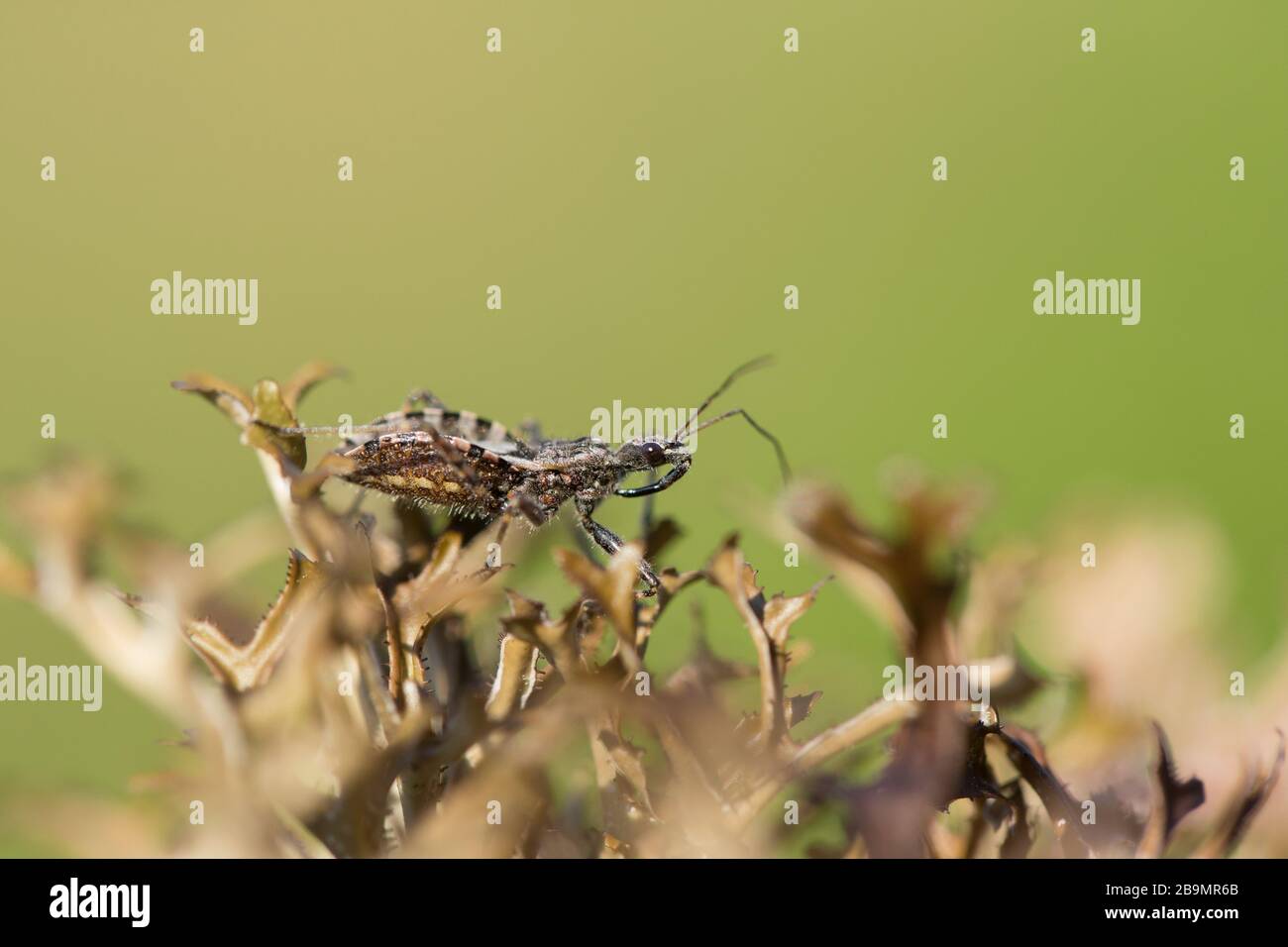 Heath assassin bug (Coranus subapterus Stock Photo - Alamy