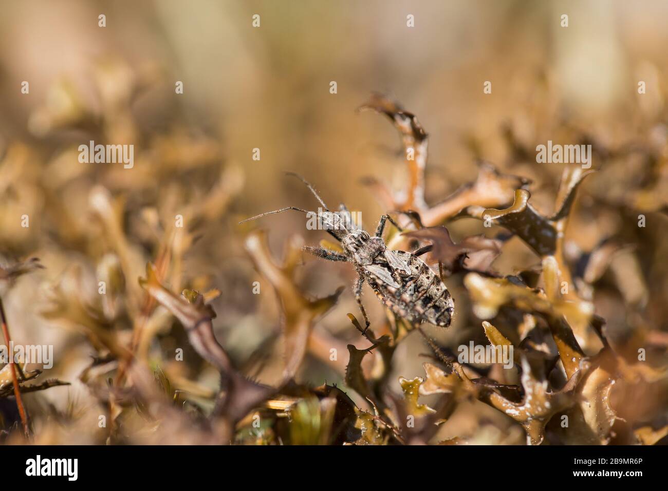 Heath assassin bug (Coranus subapterus Stock Photo - Alamy