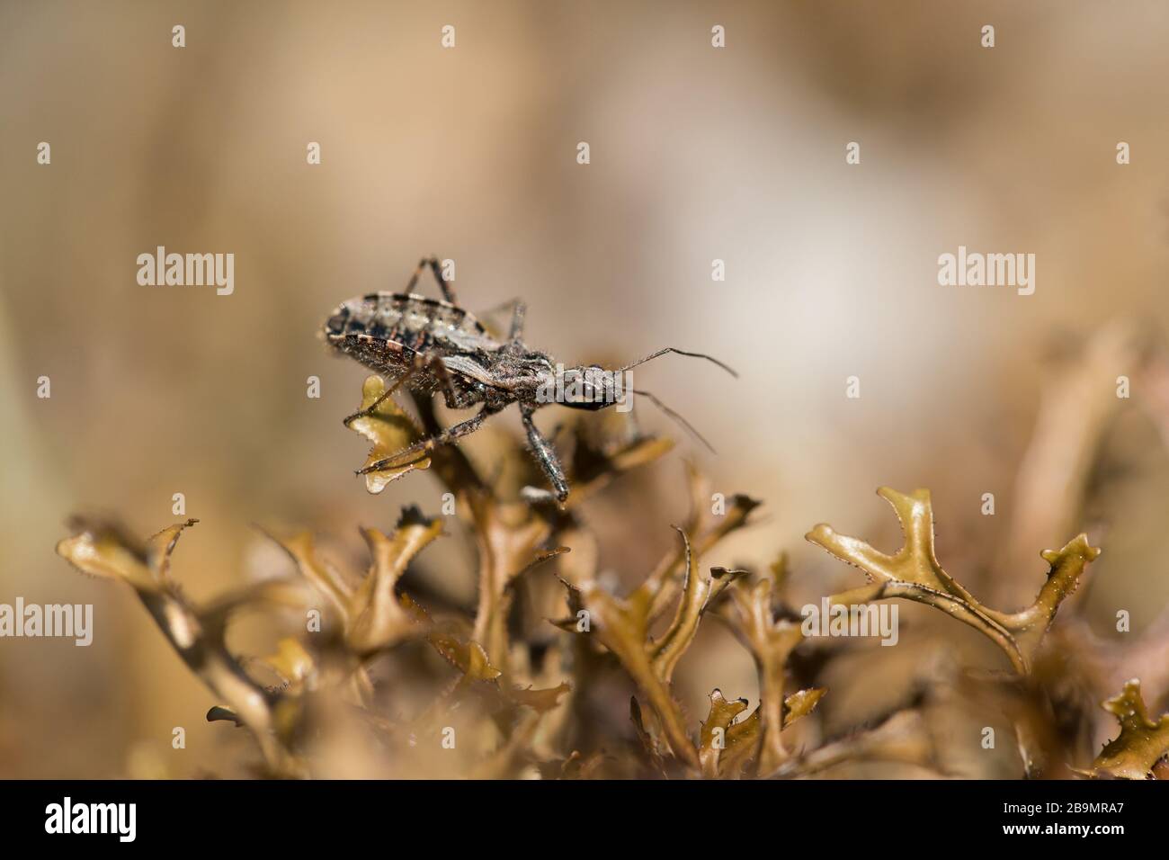 Coranus hi-res stock photography and images - Alamy