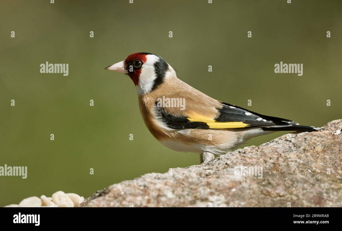 Finch family hi-res stock photography and images - Alamy