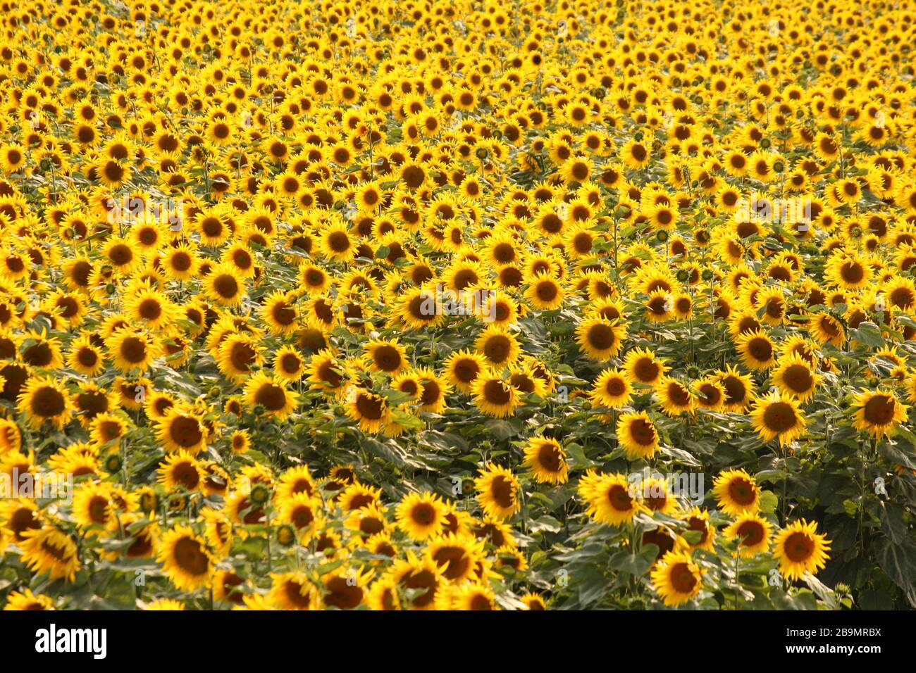 Dutch netherlands sunflowers hi-res stock photography and images - Alamy
