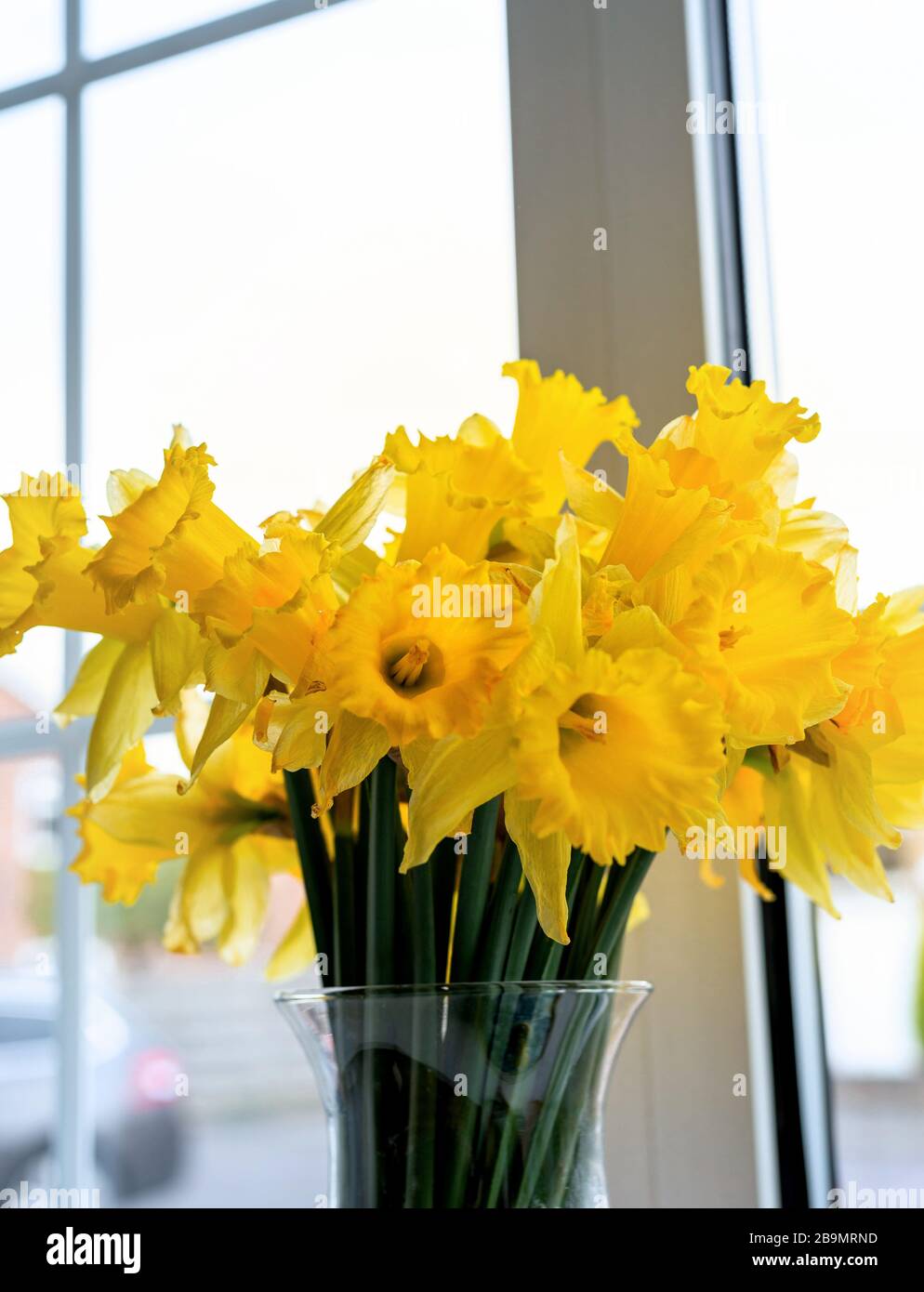 A display of cut daffodils in a domestic window. The street and ...