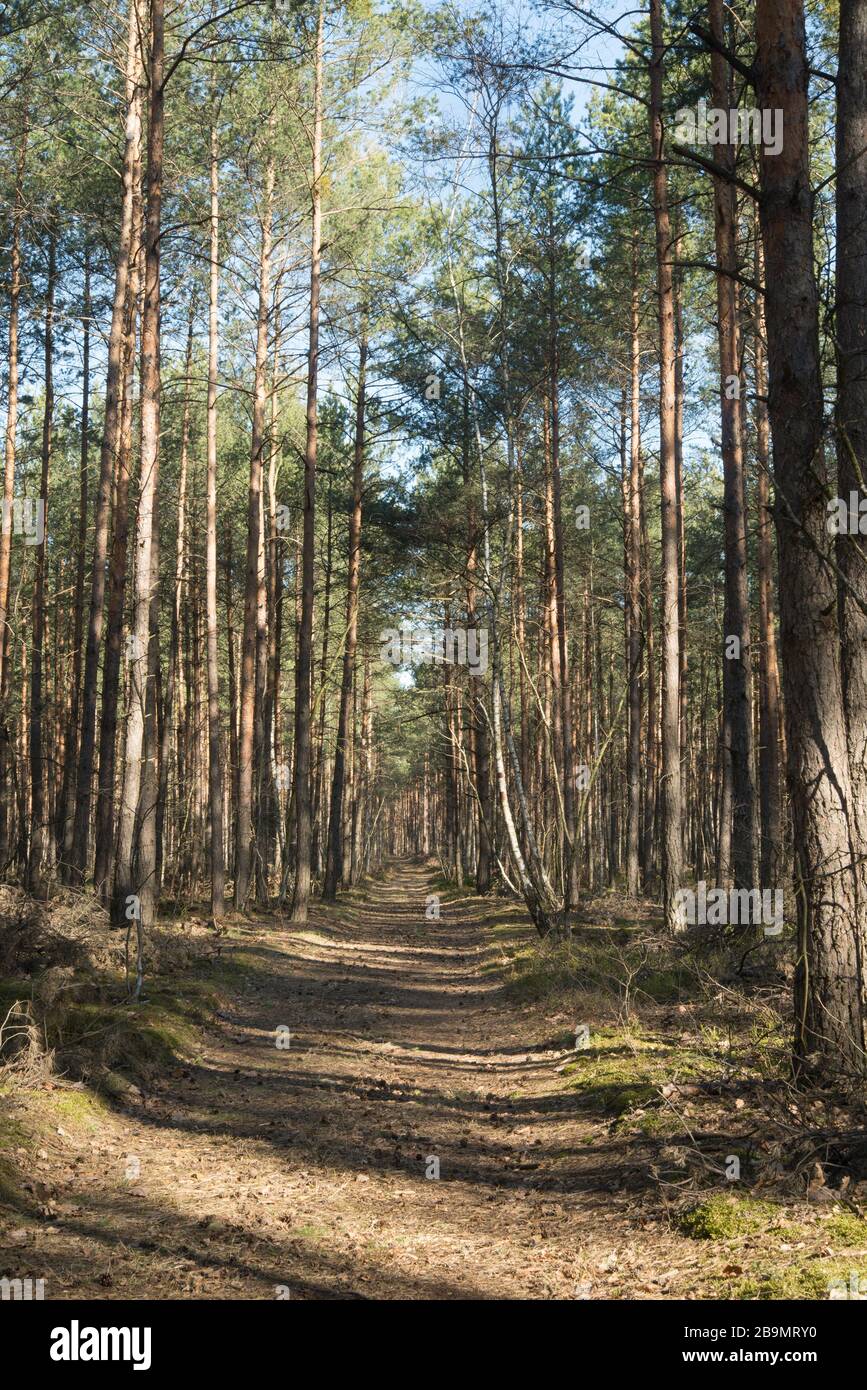 Sunnyday in the forest hi-res stock photography and images - Alamy