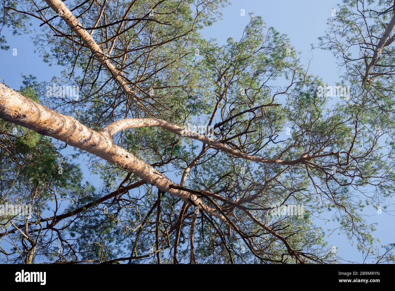 pine tree against blue sky on sunny day Stock Photo - Alamy