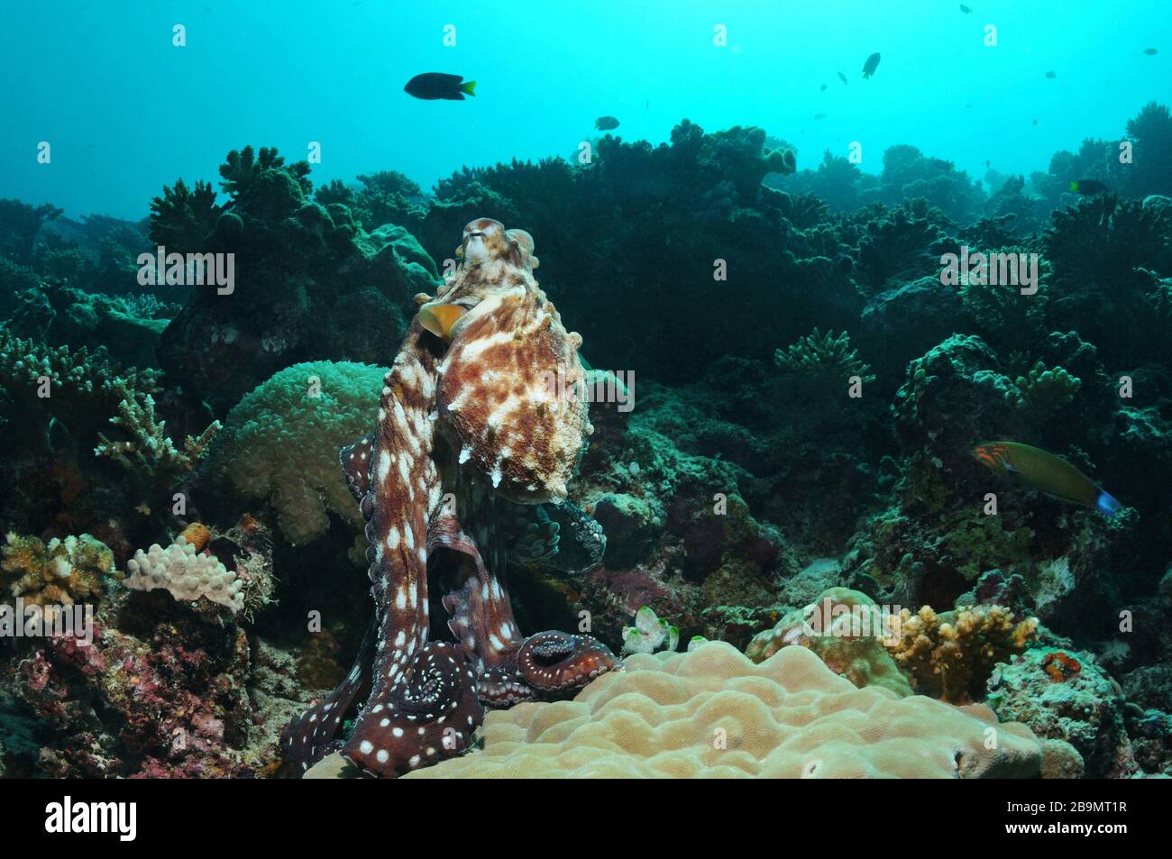 An octopus is ready to swim away, S. Ari Atoll, Maldives Stock Photo ...