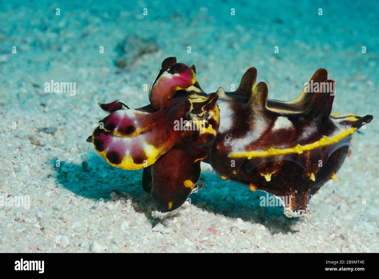 An extremely venomous Pfeffer's flamboyant cuttlefish (Metasepia ...