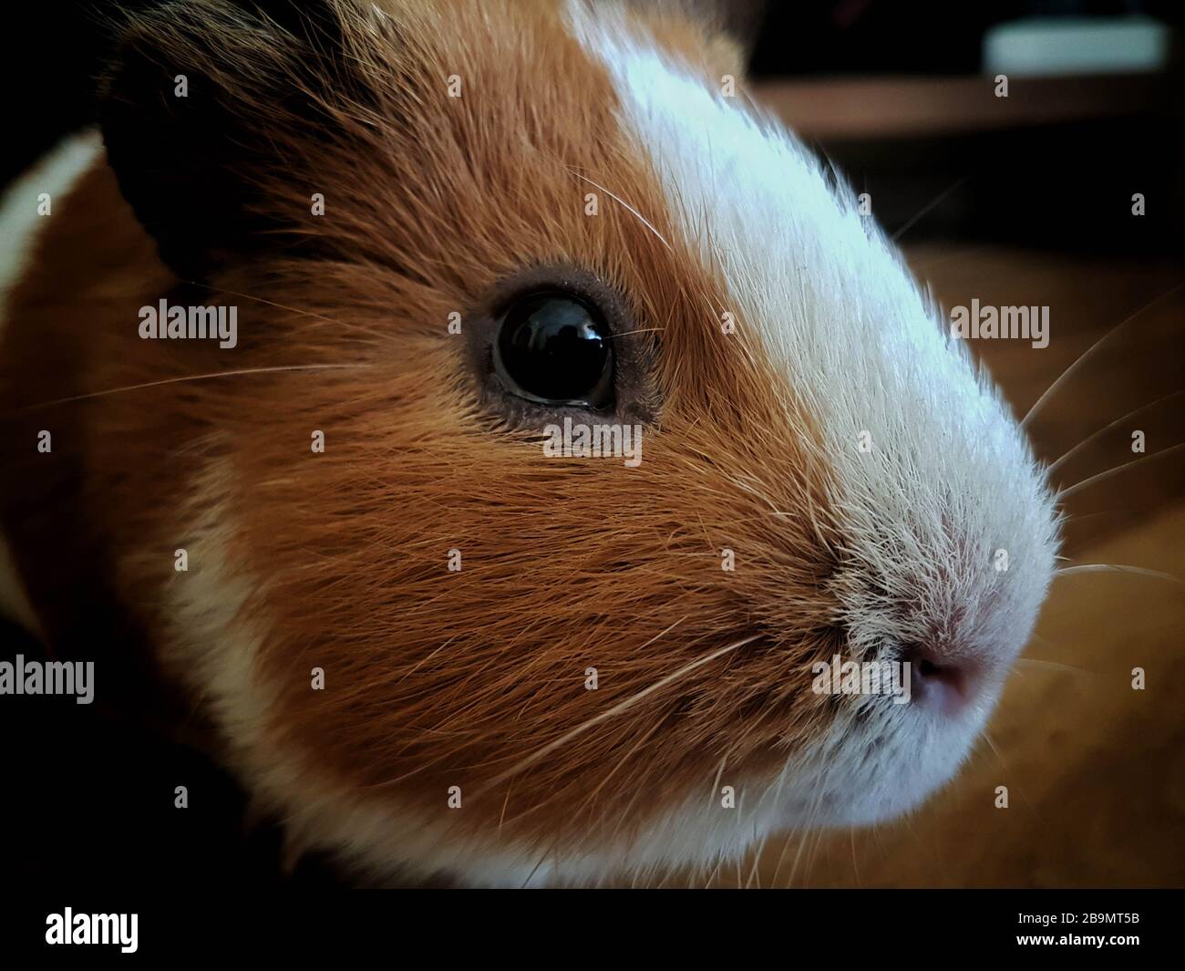 Guinea pig face hi-res stock photography and images - Alamy