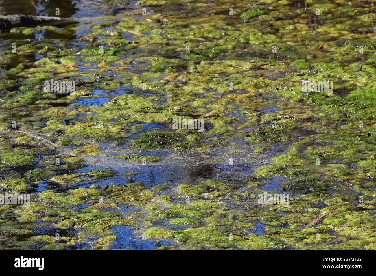 beautiful green Frog spawn in a Pond Stock Photo - Alamy