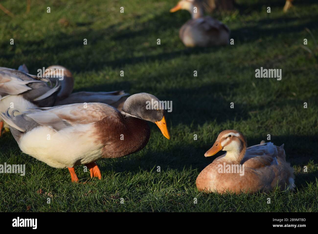 specially Bred duck breed in the Evening light Stock Photo - Alamy